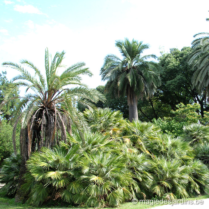 Roma: Jardin Botanique de Rome