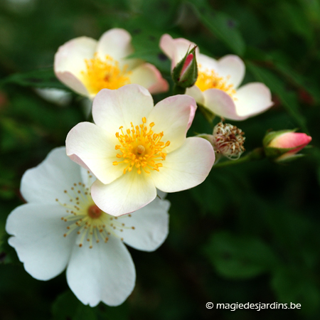 Prochains Évènements – Magie des Jardins